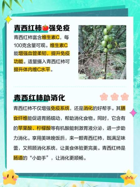 青西红柿能吃吗_青西红柿的功效与作用-第1张图片-山城妙识