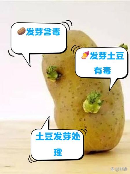土豆发芽能吃吗_如何判断土豆是否发芽-第3张图片-山城妙识