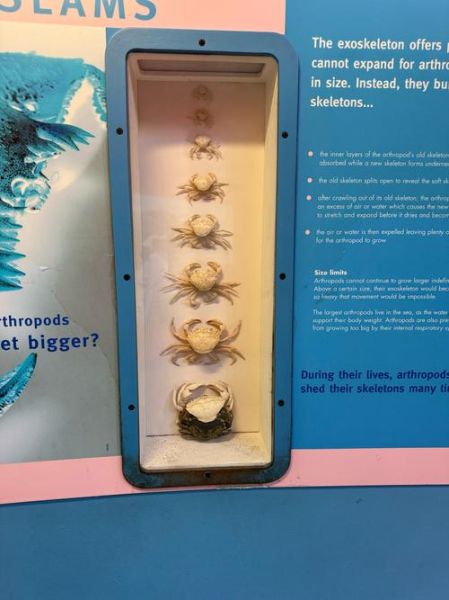 小螃蟹怎么剥壳_小螃蟹怎么吃图解-第2张图片-山城妙识 小螃蟹怎么剥壳_小螃蟹怎么吃图解-第2张图片-山城妙识