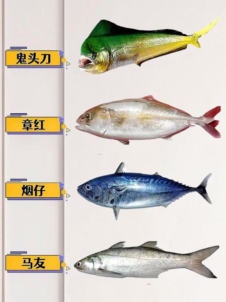 海鱼种类大全图片_如何快速识别常见海鱼-第2张图片-山城妙识 海鱼种类大全图片_如何快速识别常见海鱼-第2张图片-山城妙识