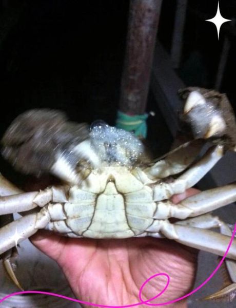 螃蟹死了一天还能吃吗_如何判断死蟹是否变质-第1张图片-山城妙识