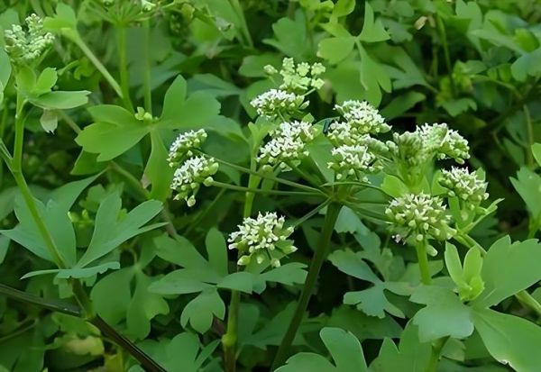 前胡图片_前胡长什么样-第1张图片-山城妙识