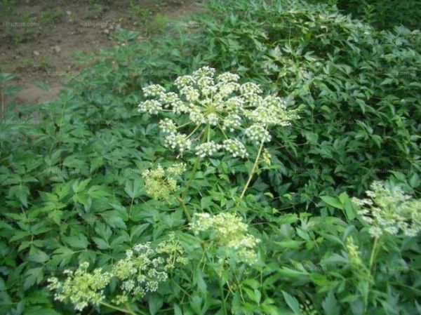 前胡图片_前胡长什么样-第3张图片-山城妙识