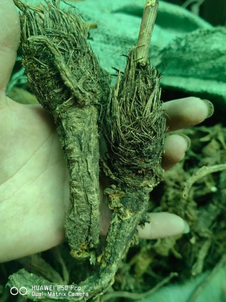 前胡图片_前胡长什么样-第2张图片-山城妙识