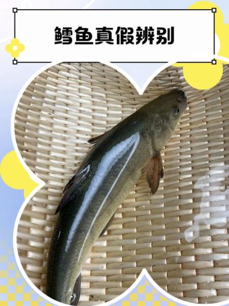 鳕鱼油鱼切片图片对比_如何一眼分辨真假-第3张图片-山城妙识