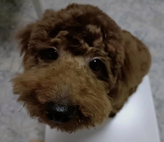 狗宝图片_狗宝长什么样-第1张图片-山城妙识 狗宝图片_狗宝长什么样-第1张图片-山城妙识