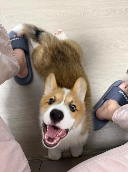 狗宝图片_狗宝长什么样-第3张图片-山城妙识 狗宝图片_狗宝长什么样-第3张图片-山城妙识