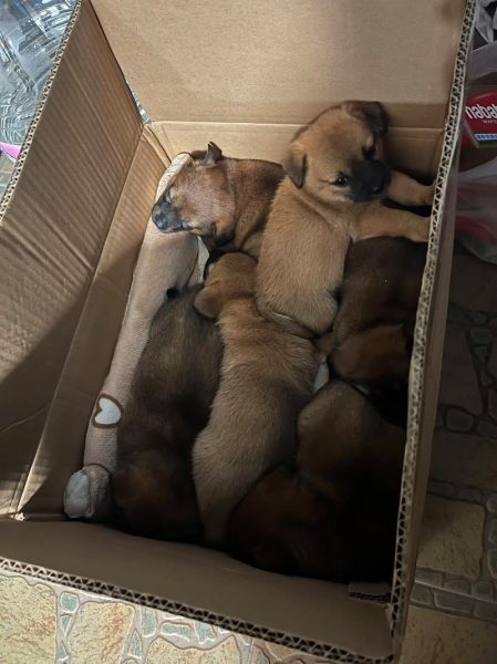 狗宝图片_狗宝长什么样-第2张图片-山城妙识 狗宝图片_狗宝长什么样-第2张图片-山城妙识