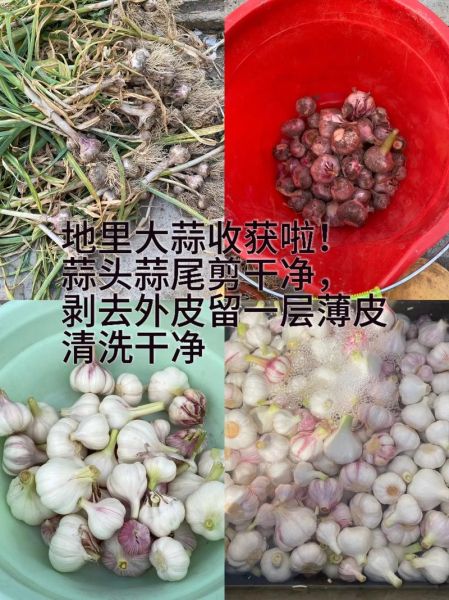 甜蒜怎么腌制_甜蒜腌制方法-第2张图片-山城妙识