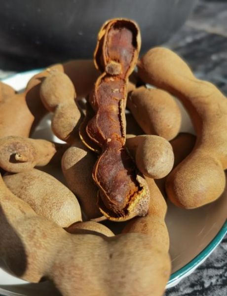 甜角的功效与作用_甜角怎么吃效果最好-第2张图片-山城妙识