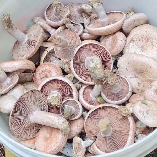 草菇图片怎么辨别好坏_新鲜草菇好坏图解-第3张图片-山城妙识