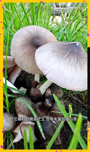 草菇图片怎么辨别好坏_新鲜草菇好坏图解-第1张图片-山城妙识