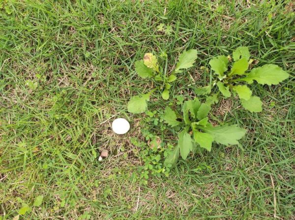 草菇图片怎么辨别好坏_新鲜草菇好坏图解-第2张图片-山城妙识