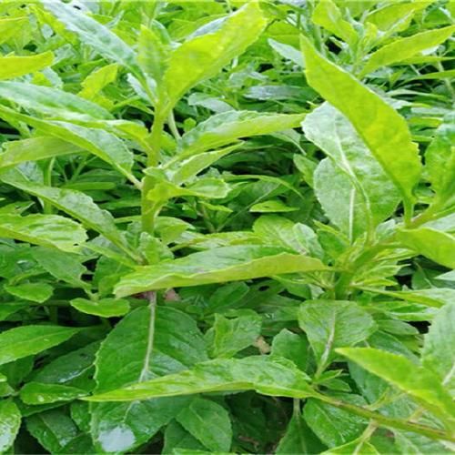 富贵菜图片长什么样_富贵菜和穿心莲区别-第2张图片-山城妙识