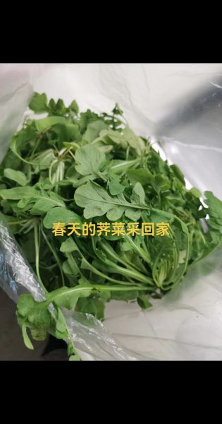 荠菜在南方叫什么菜_荠菜别名大全-第3张图片-山城妙识