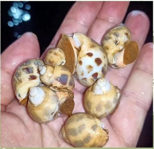 香螺养殖技术_香螺养殖成本利润-第3张图片-山城妙识