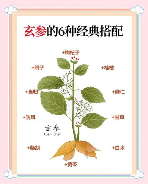 玄参的功效与作用有哪些_玄参主治什么病-第2张图片-山城妙识