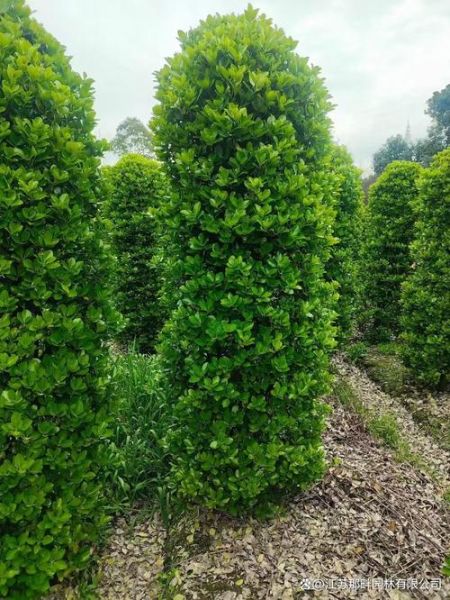 大叶黄杨怎么修剪_大叶黄杨耐寒吗-第1张图片-山城妙识