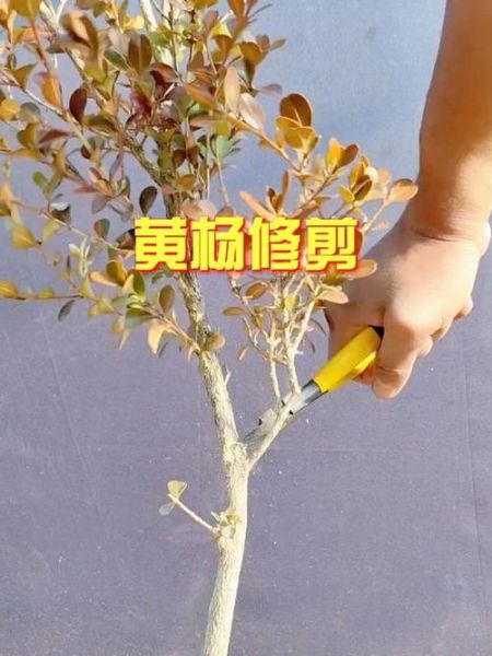 大叶黄杨怎么修剪_大叶黄杨耐寒吗-第2张图片-山城妙识