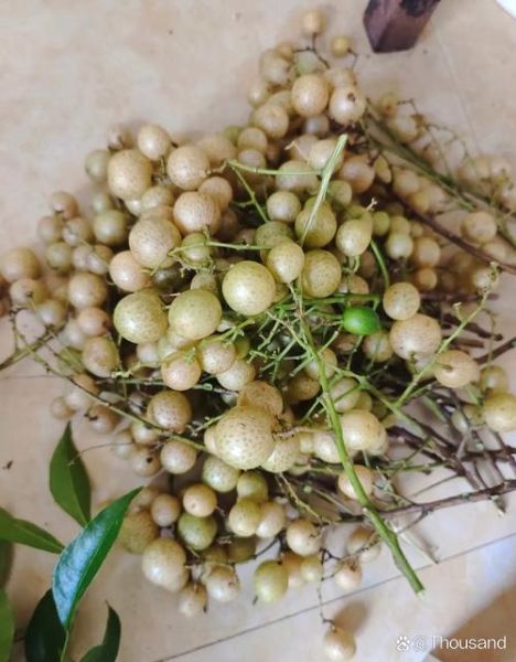 山黄皮在卤料中的作用_山黄皮卤味增香原理-第1张图片-山城妙识