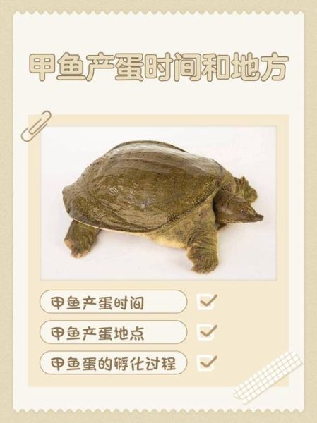 甲鱼蛋的功效与作用及禁忌_孕妇能吃甲鱼蛋吗-第2张图片-山城妙识 甲鱼蛋的功效与作用及禁忌_孕妇能吃甲鱼蛋吗-第2张图片-山城妙识