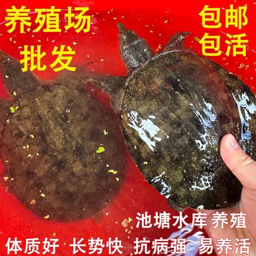 甲鱼苗批发价格多少钱一斤_甲鱼苗批发价格行情-第1张图片-山城妙识 甲鱼苗批发价格多少钱一斤_甲鱼苗批发价格行情-第1张图片-山城妙识