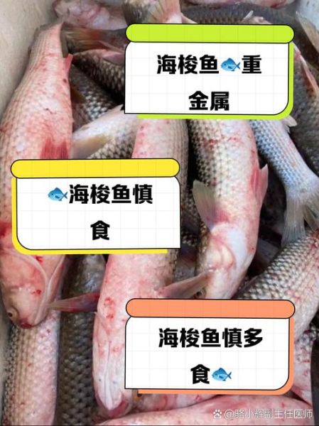 梭鱼头为什么不能吃_梭鱼头重金属超标吗-第2张图片-山城妙识