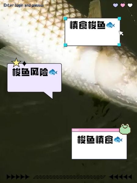 梭鱼头为什么不能吃_梭鱼头重金属超标吗-第3张图片-山城妙识