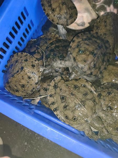 甲鱼苗批发价格多少钱一斤_甲鱼苗批发价格行情-第2张图片-山城妙识 甲鱼苗批发价格多少钱一斤_甲鱼苗批发价格行情-第2张图片-山城妙识