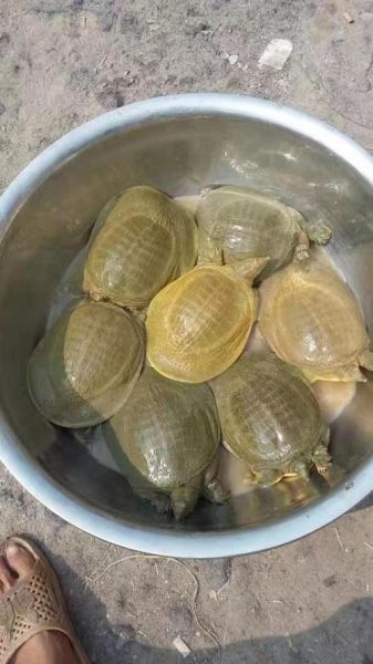 甲鱼苗批发价格多少钱一斤_甲鱼苗批发价格行情-第3张图片-山城妙识 甲鱼苗批发价格多少钱一斤_甲鱼苗批发价格行情-第3张图片-山城妙识
