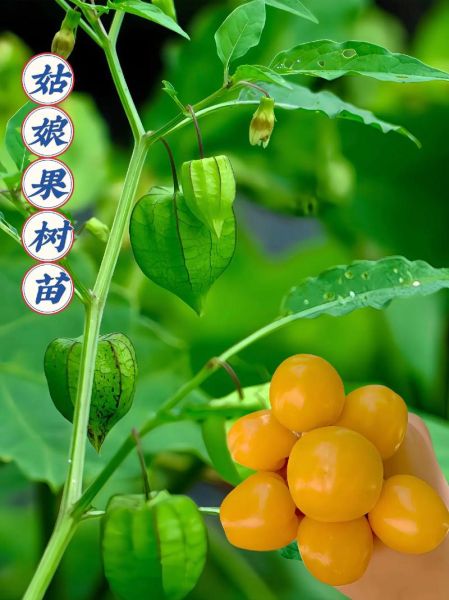 姑娘果怎么种_姑娘果种植条件-第1张图片-山城妙识