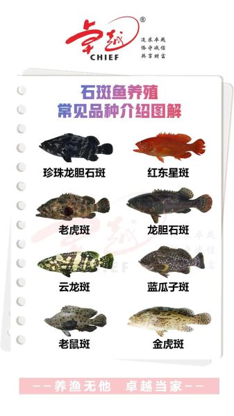 淡水石斑鱼吃什么饵料_淡水石斑鱼饵料配方-第2张图片-山城妙识 淡水石斑鱼吃什么饵料_淡水石斑鱼饵料配方-第2张图片-山城妙识
