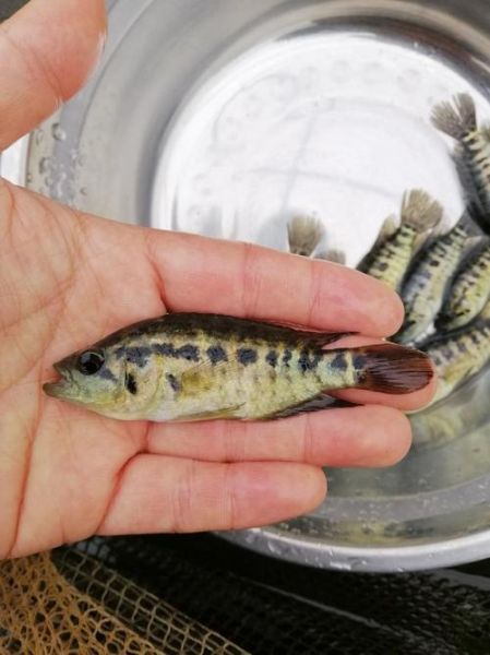 淡水石斑鱼吃什么饵料_淡水石斑鱼饵料配方-第3张图片-山城妙识 淡水石斑鱼吃什么饵料_淡水石斑鱼饵料配方-第3张图片-山城妙识