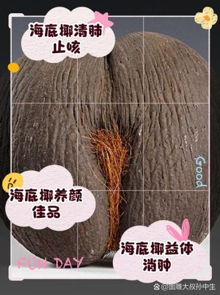 海椰子是什么_海椰子怎么吃-第1张图片-山城妙识