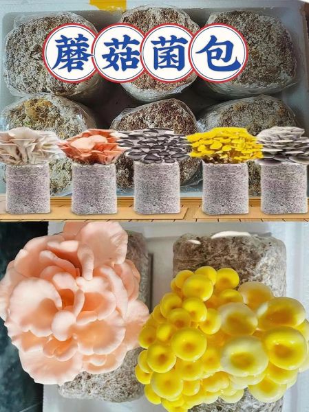 平菇菌种怎么选_自制菌种步骤-第3张图片-山城妙识