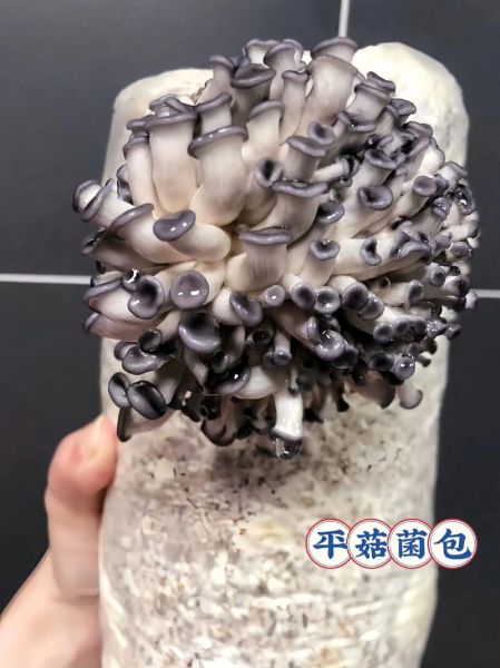 平菇菌种怎么选_自制菌种步骤-第2张图片-山城妙识