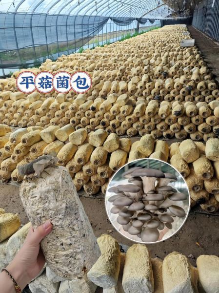 平菇菌种怎么选_自制菌种步骤-第1张图片-山城妙识
