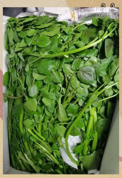 西洋菜蜜的功效与作用_西洋菜蜜可以天天喝吗-第1张图片-山城妙识