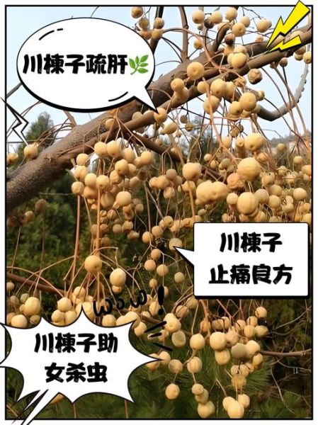 川楝子的功效与作用及禁忌_川楝子怎么吃才安全-第2张图片-山城妙识