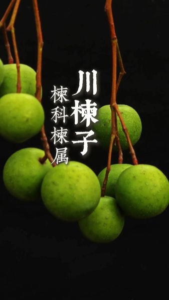 川楝子的功效与作用及禁忌_川楝子怎么吃才安全-第3张图片-山城妙识