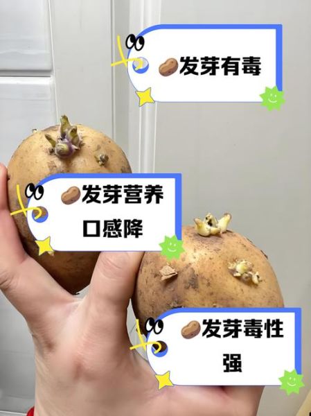 土豆发芽还能不能吃_吃了会中毒吗-第1张图片-山城妙识