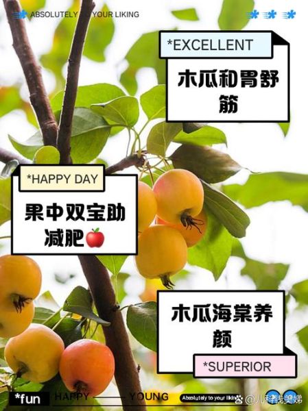 海棠果的功效与作用_海棠果怎么吃最好-第2张图片-山城妙识