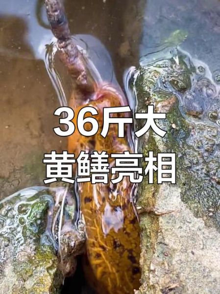 36斤望月鳝长什么样_望月鳝最大能长多大-第2张图片-山城妙识 36斤望月鳝长什么样_望月鳝最大能长多大-第2张图片-山城妙识