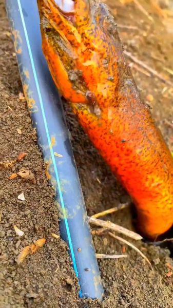 36斤望月鳝长什么样_望月鳝最大能长多大-第1张图片-山城妙识 36斤望月鳝长什么样_望月鳝最大能长多大-第1张图片-山城妙识