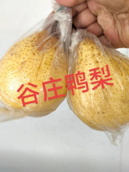 大鸭梨图片_如何拍摄更诱人-第3张图片-山城妙识 大鸭梨图片_如何拍摄更诱人-第3张图片-山城妙识