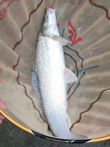 银雪鱼多少钱一斤_银雪鱼价格行情-第1张图片-山城妙识 银雪鱼多少钱一斤_银雪鱼价格行情-第1张图片-山城妙识