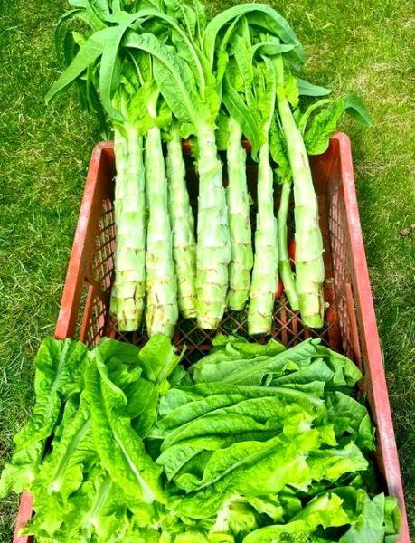 立秋吃什么菜_立秋养生蔬菜推荐-第1张图片-山城妙识 立秋吃什么菜_立秋养生蔬菜推荐-第1张图片-山城妙识