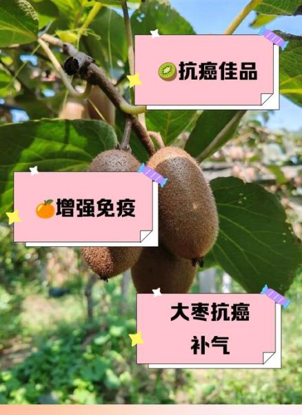 癌最怕的水果第一名_真的存在吗-第1张图片-山城妙识