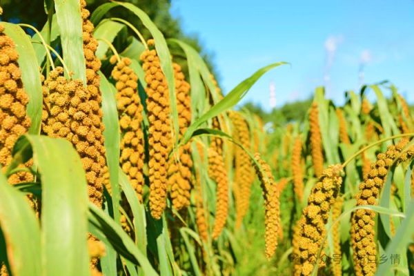 谷子图片大全大图_谷子长什么样-第3张图片-山城妙识