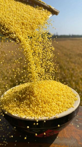 谷子图片大全大图_谷子长什么样-第1张图片-山城妙识